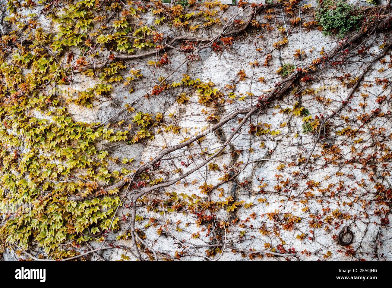 Branches of maiden grapes twine along the stone wall. Green and. red ...