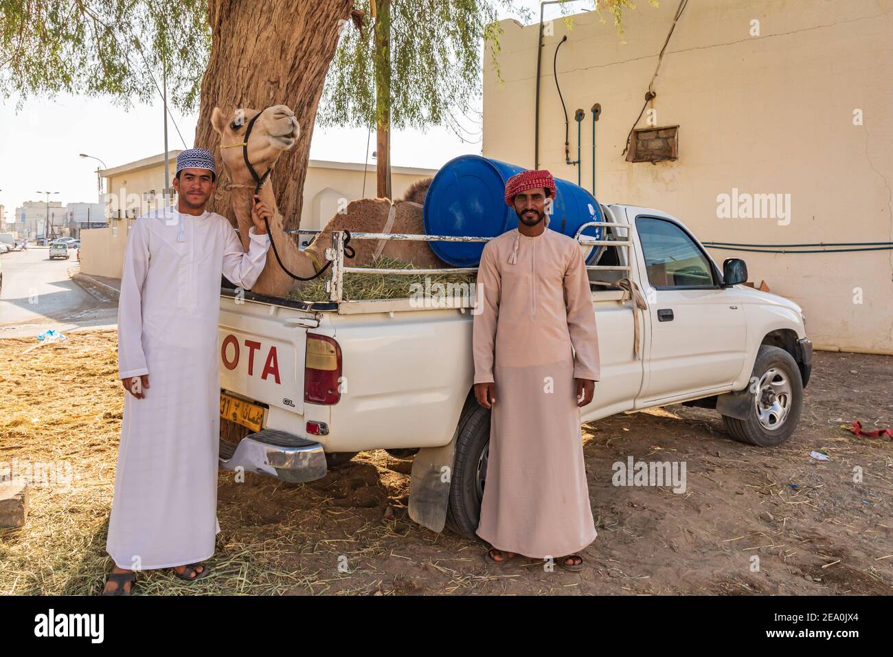 Omani camels hi-res stock photography and images - Alamy