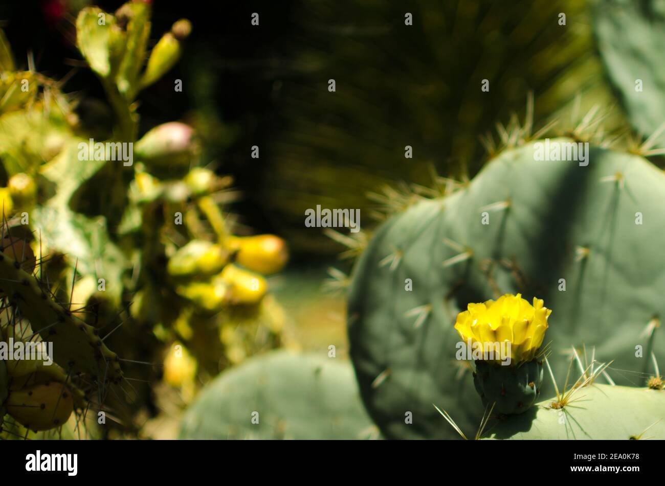 Selective shot of a cactus with yellow blossom and sharp needles Stock ...