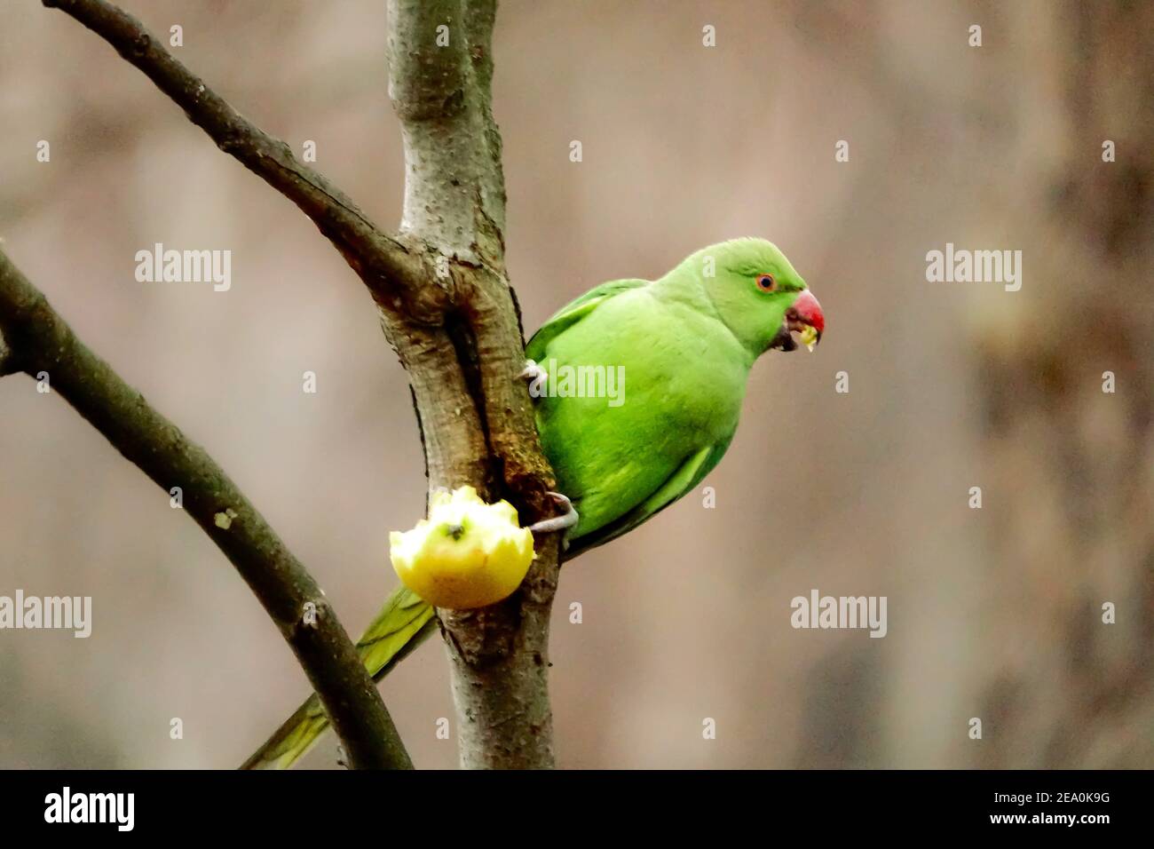 Ring necked parakeets uk fruit hi-res stock photography and images - Alamy