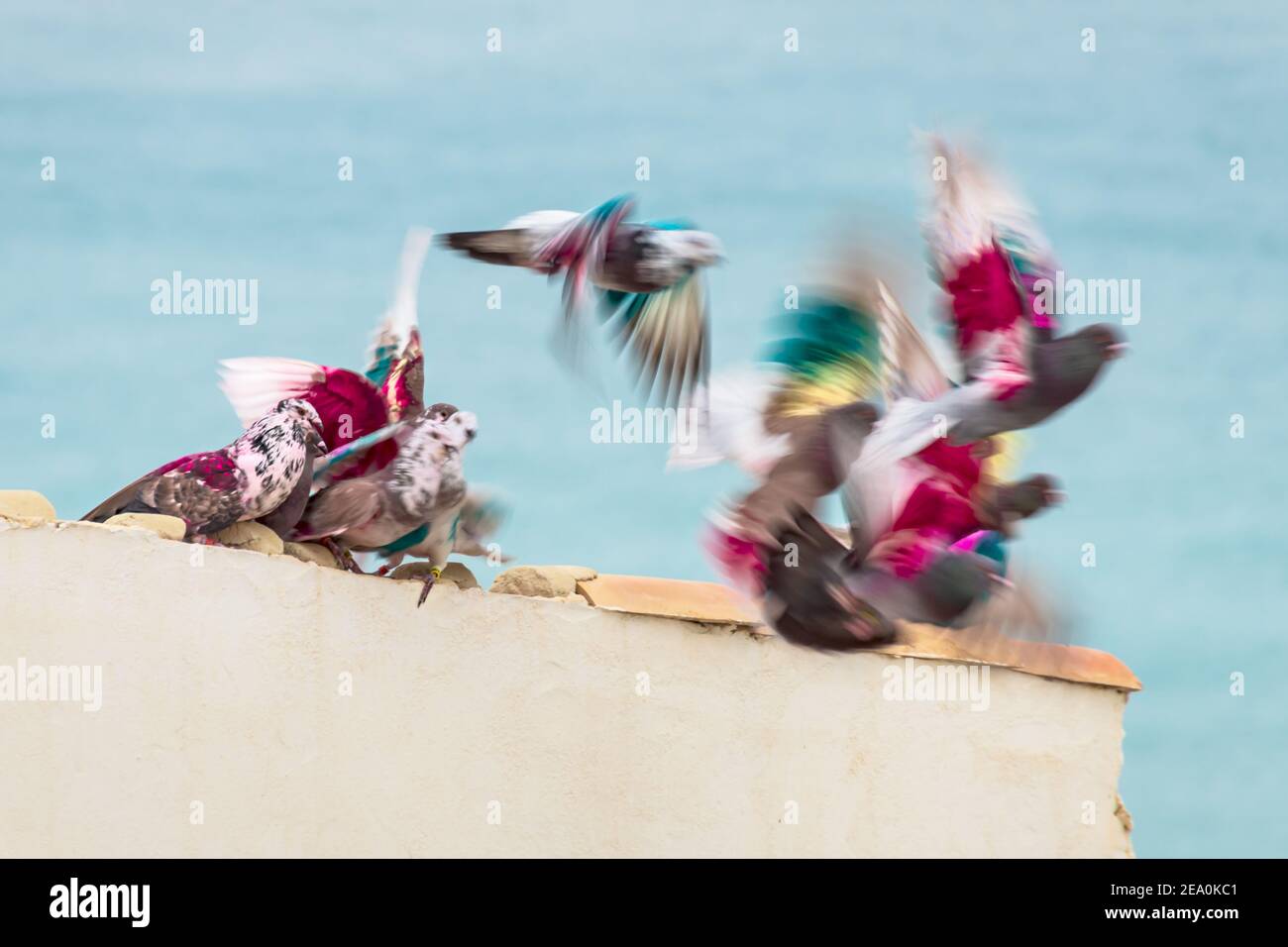 White pigeon in group of pigeons hi-res stock photography and images ...
