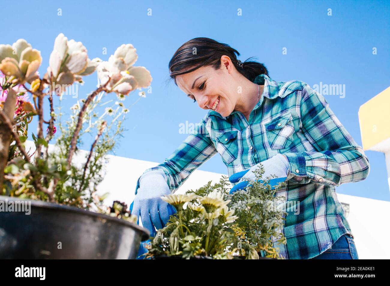 Latin gardener woman taking care of plants and flowers, Home gardening ...