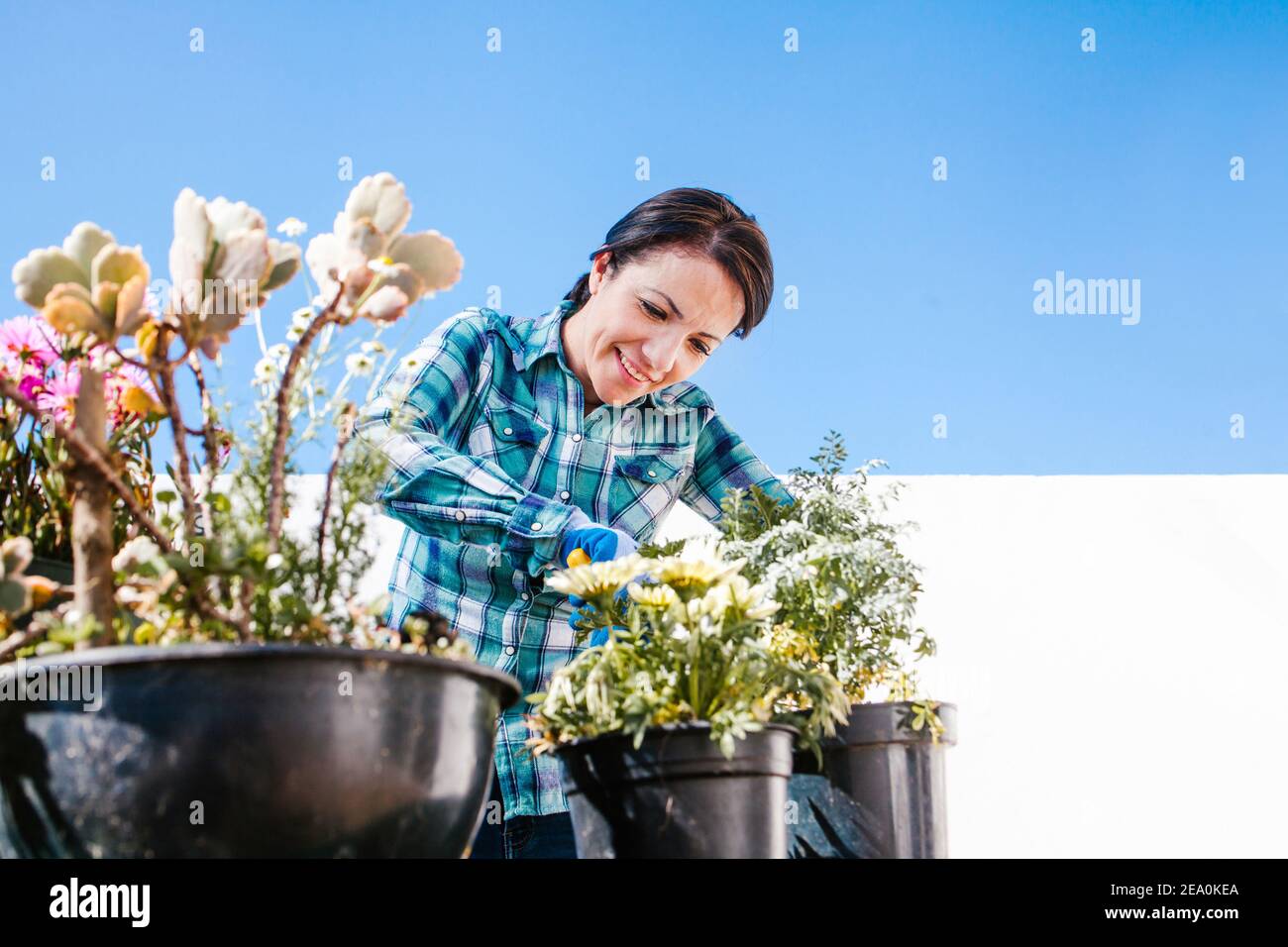 Latin gardener woman taking care of plants and flowers, Home gardening ...