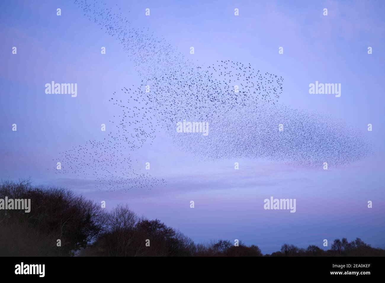 Evening Starling (Sturnus vulgaris) murmuration over Ham Wall RSPB ...