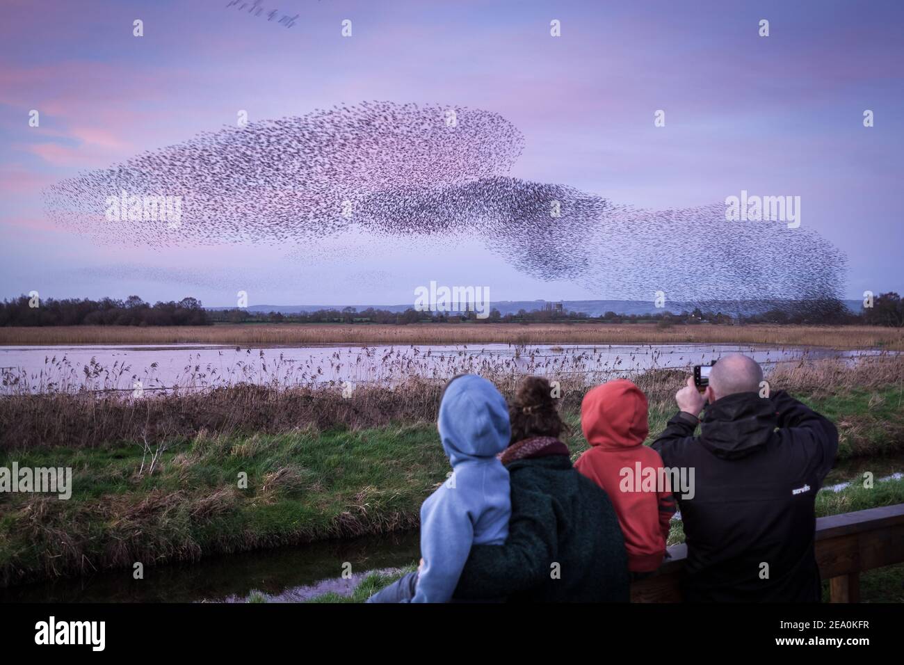 Evening Starling (Sturnus vulgaris) murmuration over Ham Wall RSPB ...