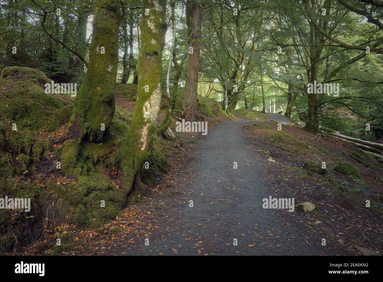 Summer nature landscape with path in forest. Sunlight in autumn park ...