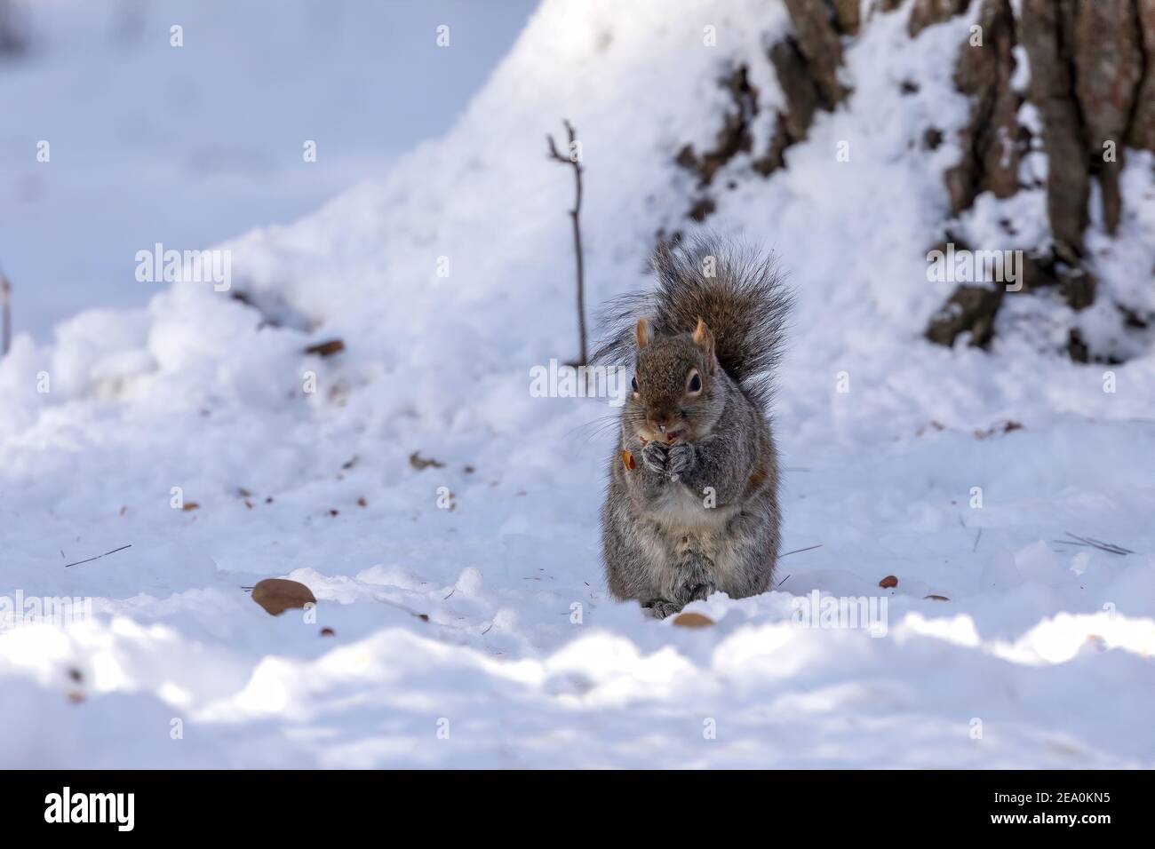 Eastern grey squirrel on a snowy forest Stock Photo - Alamy