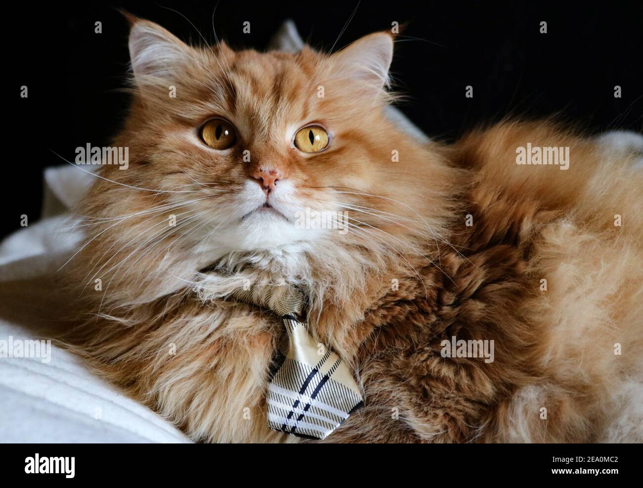 Portrait of a fluffy, ginger cat with a tie Stock Photo - Alamy