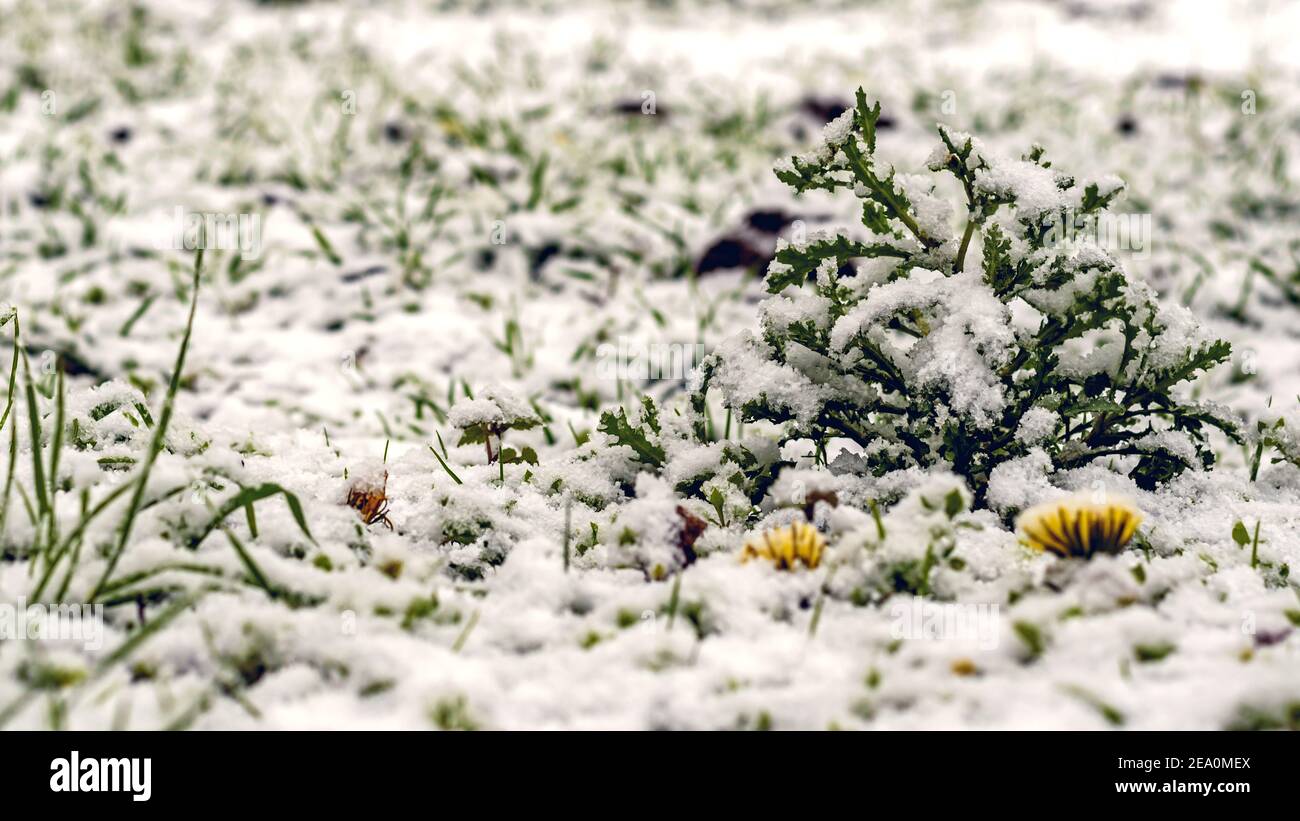 Plant of the month hi-res stock photography and images - Alamy