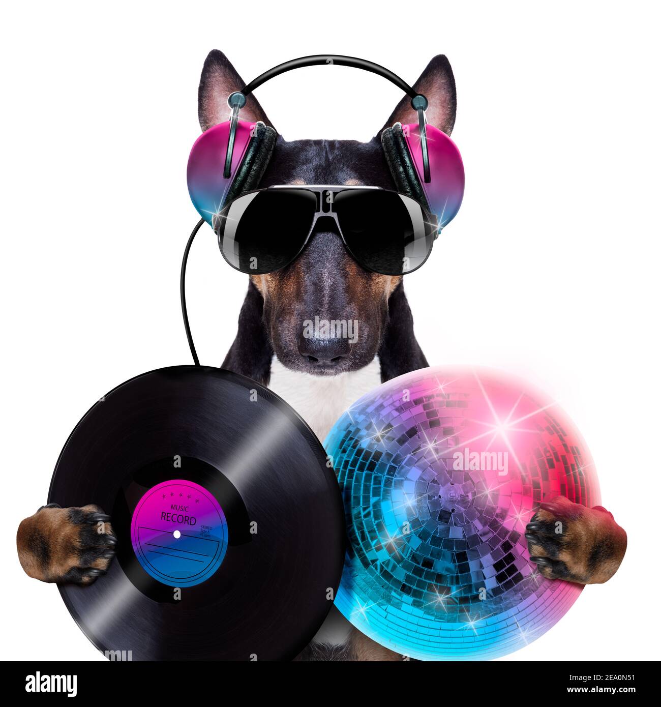 Dj bull terrier dog playing music in a club with disco ball , isolated ...