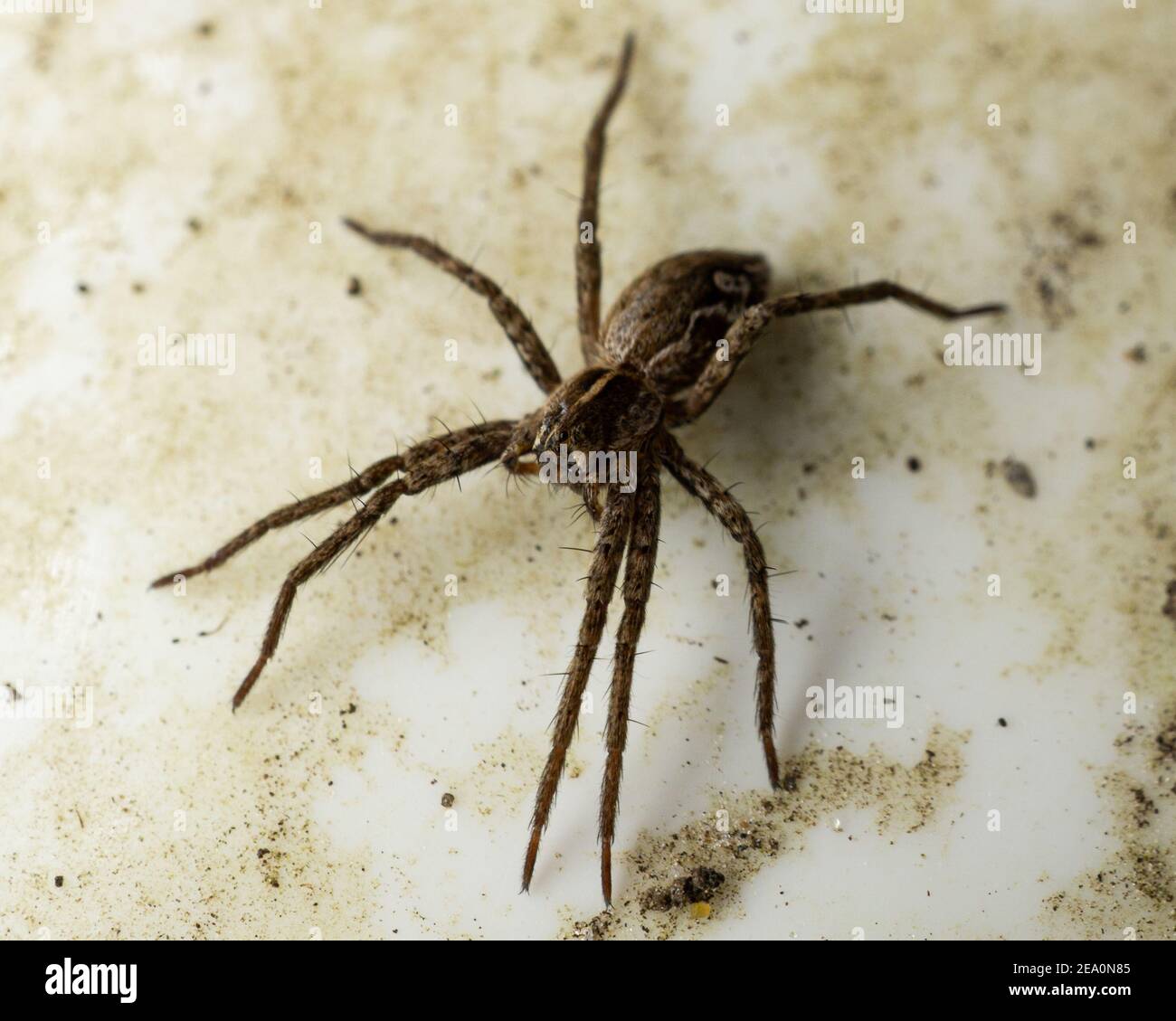 A small spider on a white dirty surface Stock Photo - Alamy