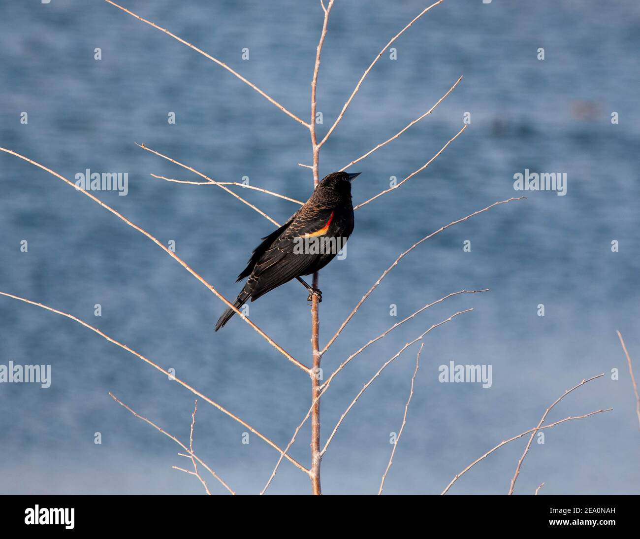 Shoulder patch hi-res stock photography and images - Alamy