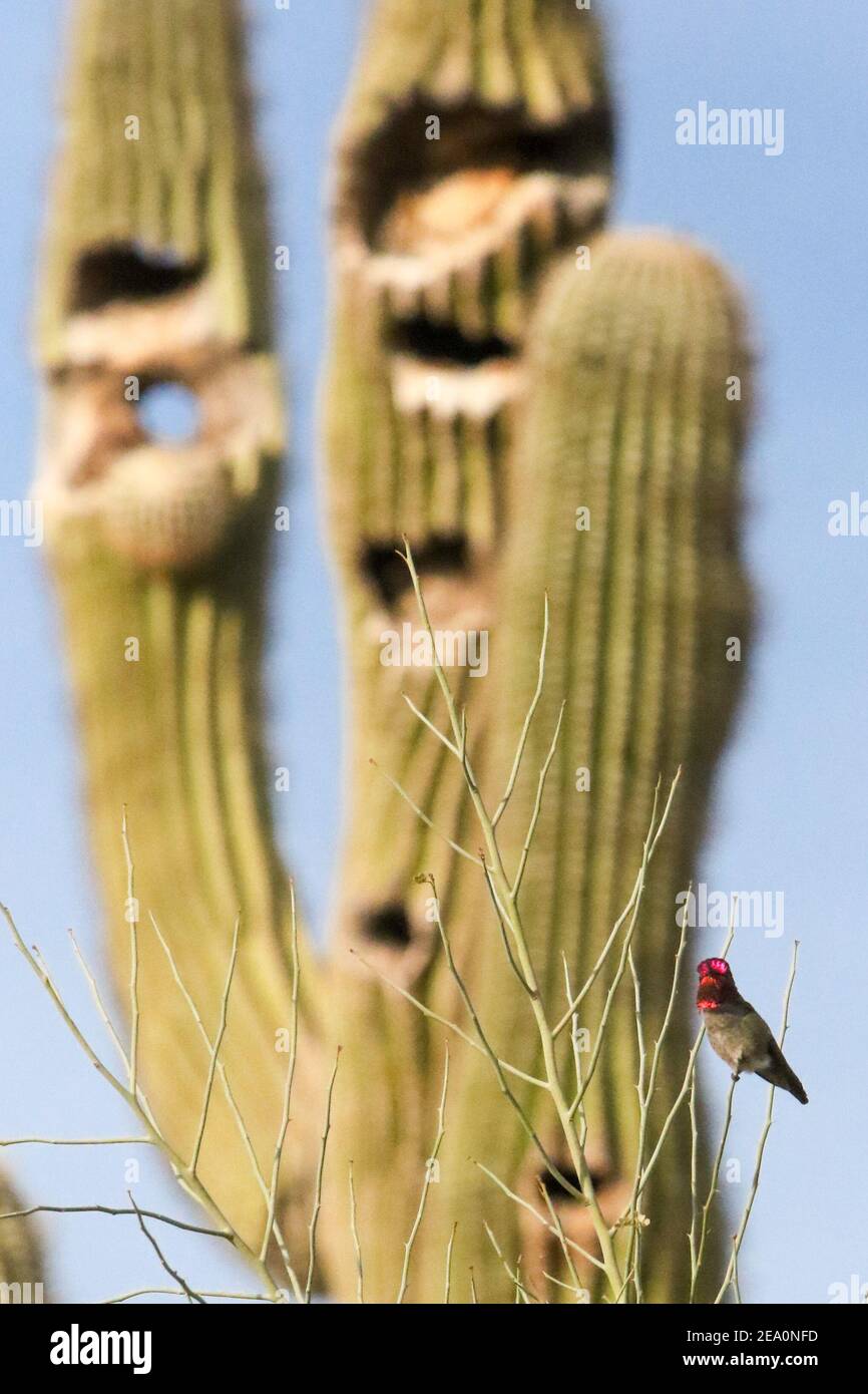 Hummingbird cactus hi-res stock photography and images - Alamy