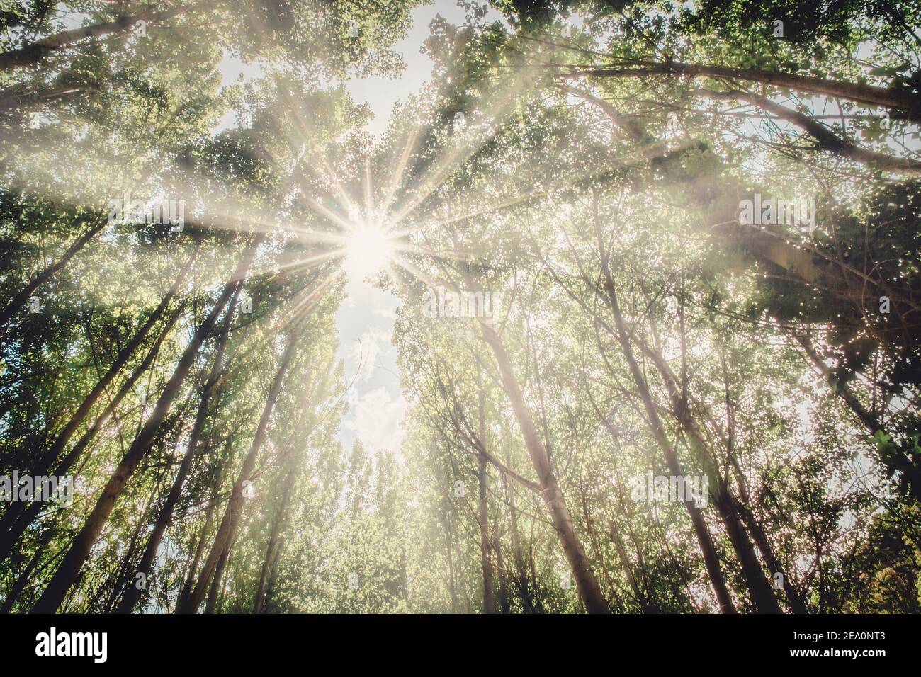 veiled image of the sun filtering through the branches of some tall ...