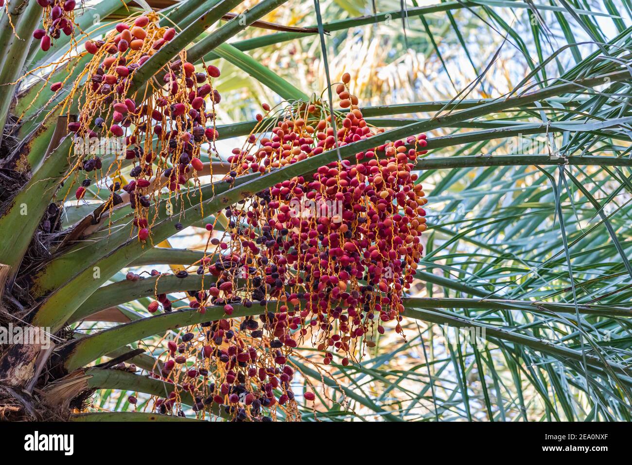 Middle East, Arabian Peninsula, Oman, Ad Dakhiliyah, Nizwa. Dates on a ...
