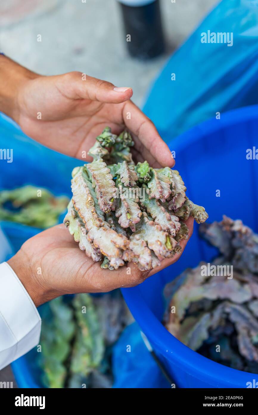 Edible cactus hi-res stock photography and images - Alamy