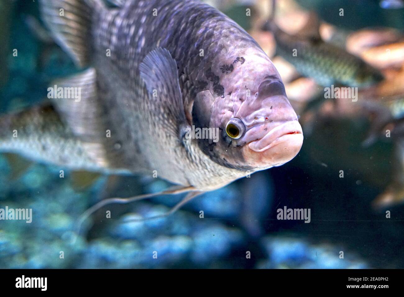 Gurame Fish at JAkarta Aquarium, Jakarta, Indonesia Stock Photo - Alamy