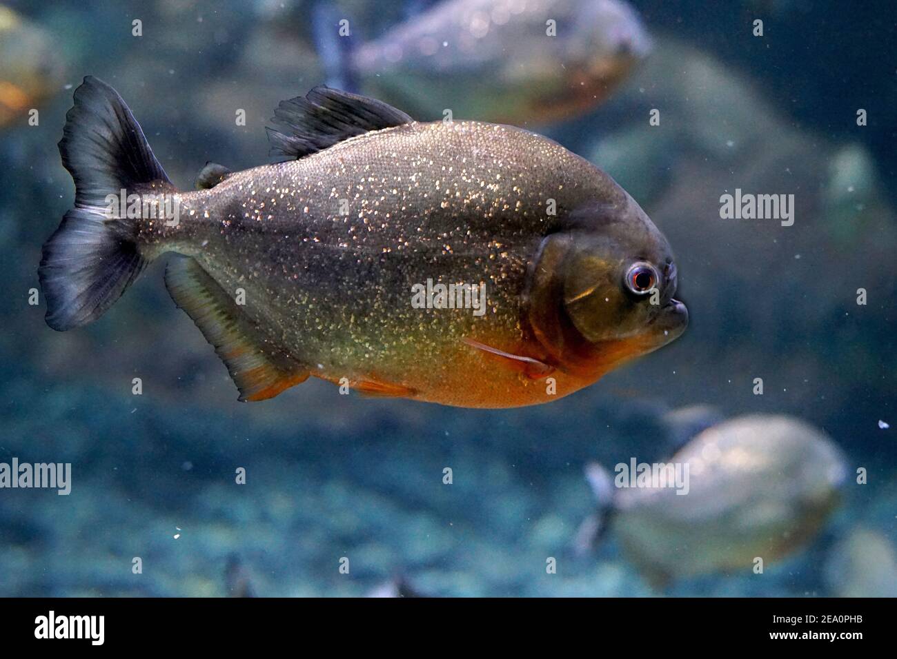 Jakarta Aquarium High Resolution Stock Photography and Images - Alamy