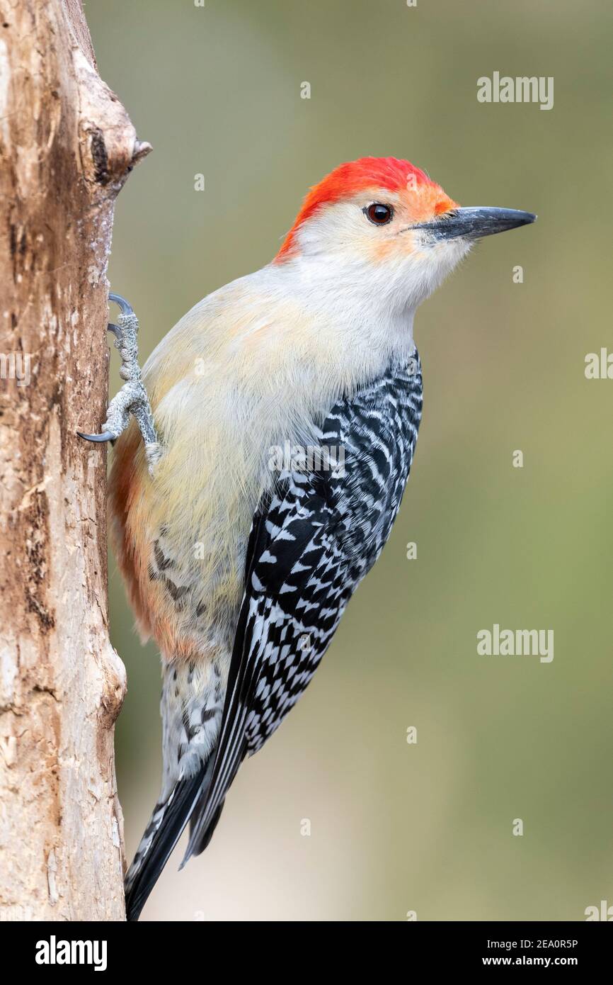 Native resident species hi-res stock photography and images - Alamy
