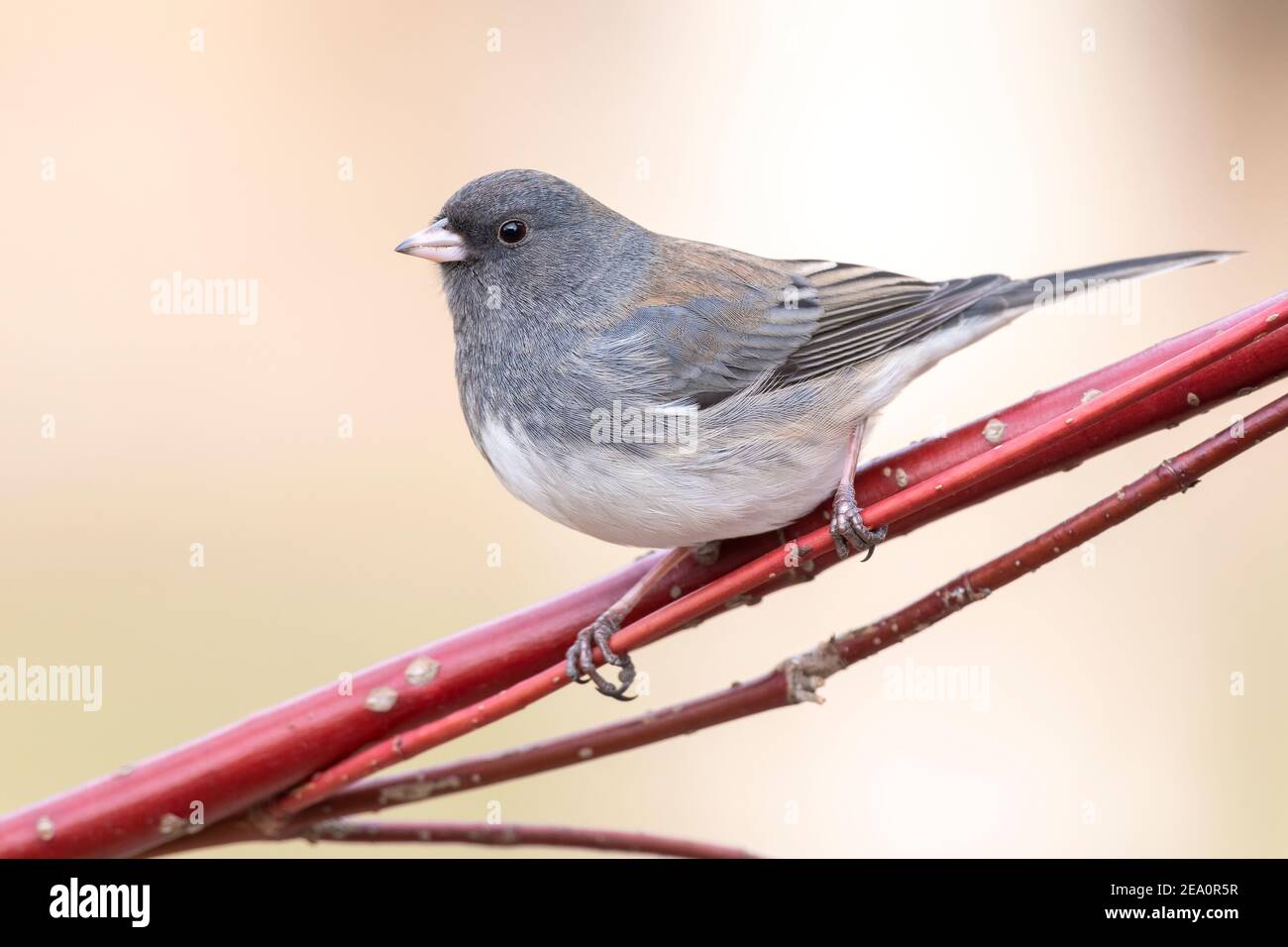 Slate colored junco hi-res stock photography and images - Alamy