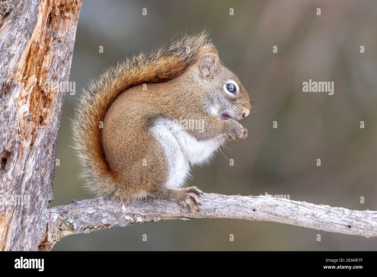 North american red squirrel hi-res stock photography and images - Alamy