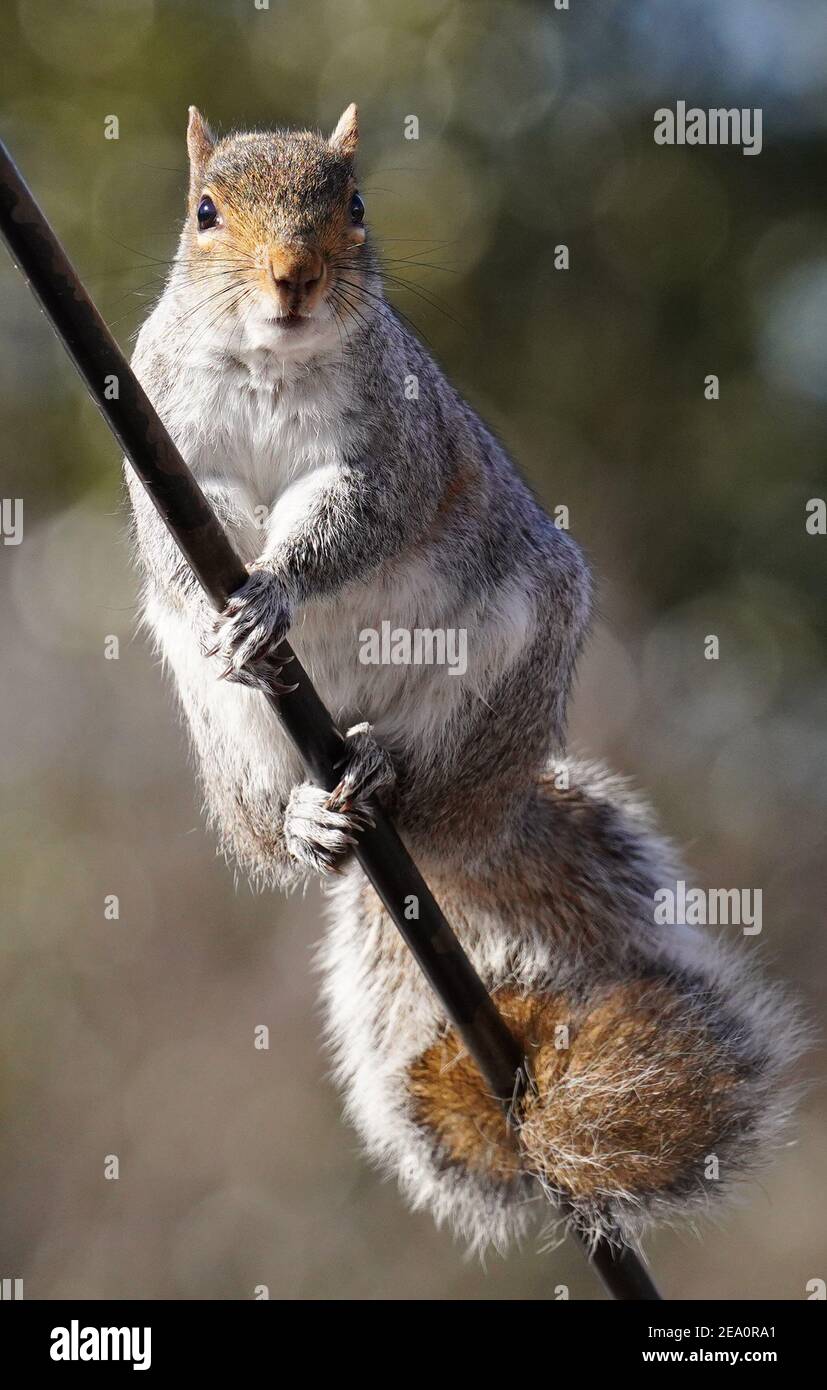 Squirrel climbs up the pole towards the bird feeder Stock Photo - Alamy