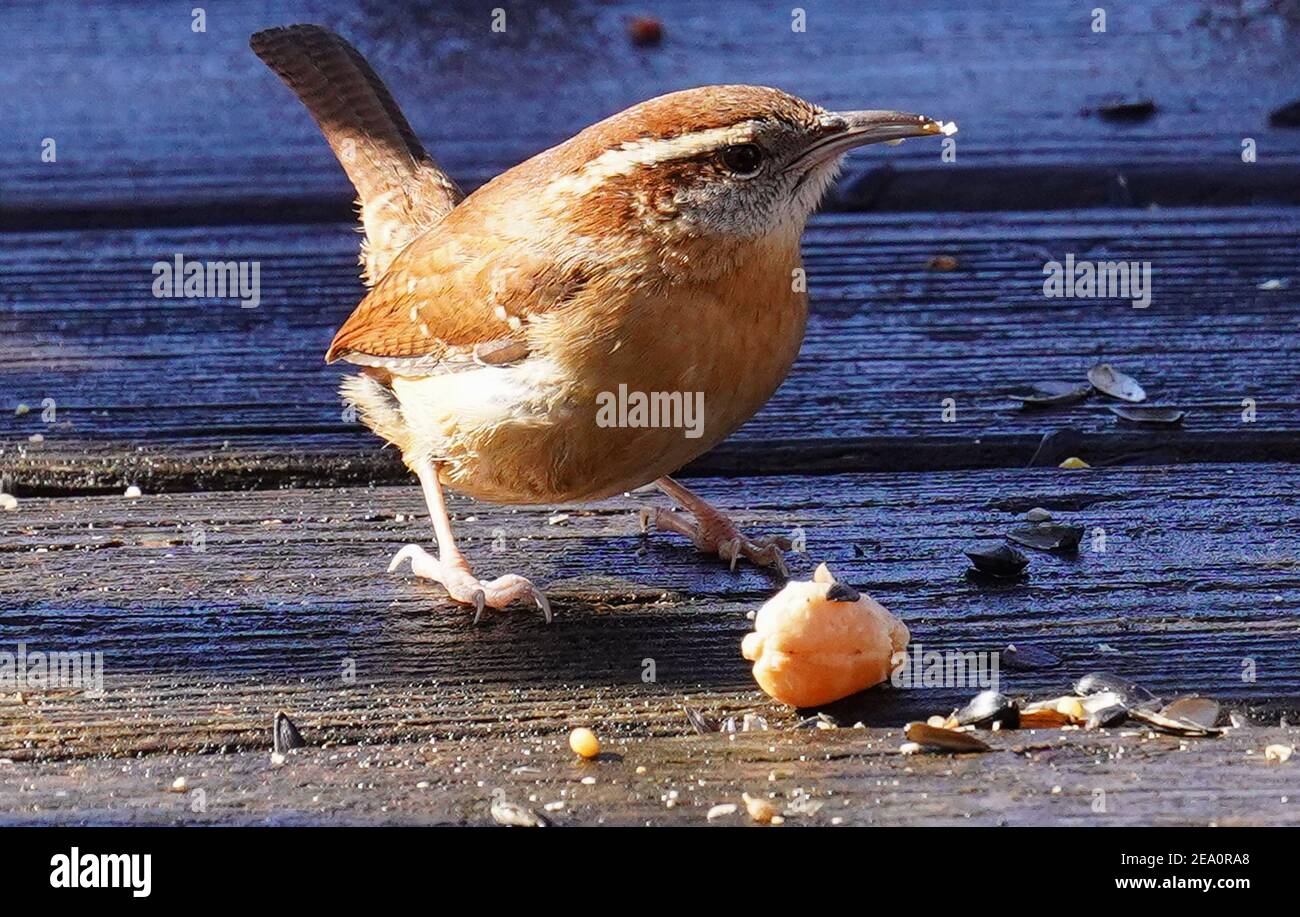 Little Wren on the deck Stock Photo - Alamy