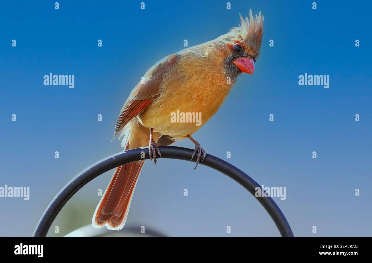 northern cardinal sits high up on the perch Stock Photo - Alamy