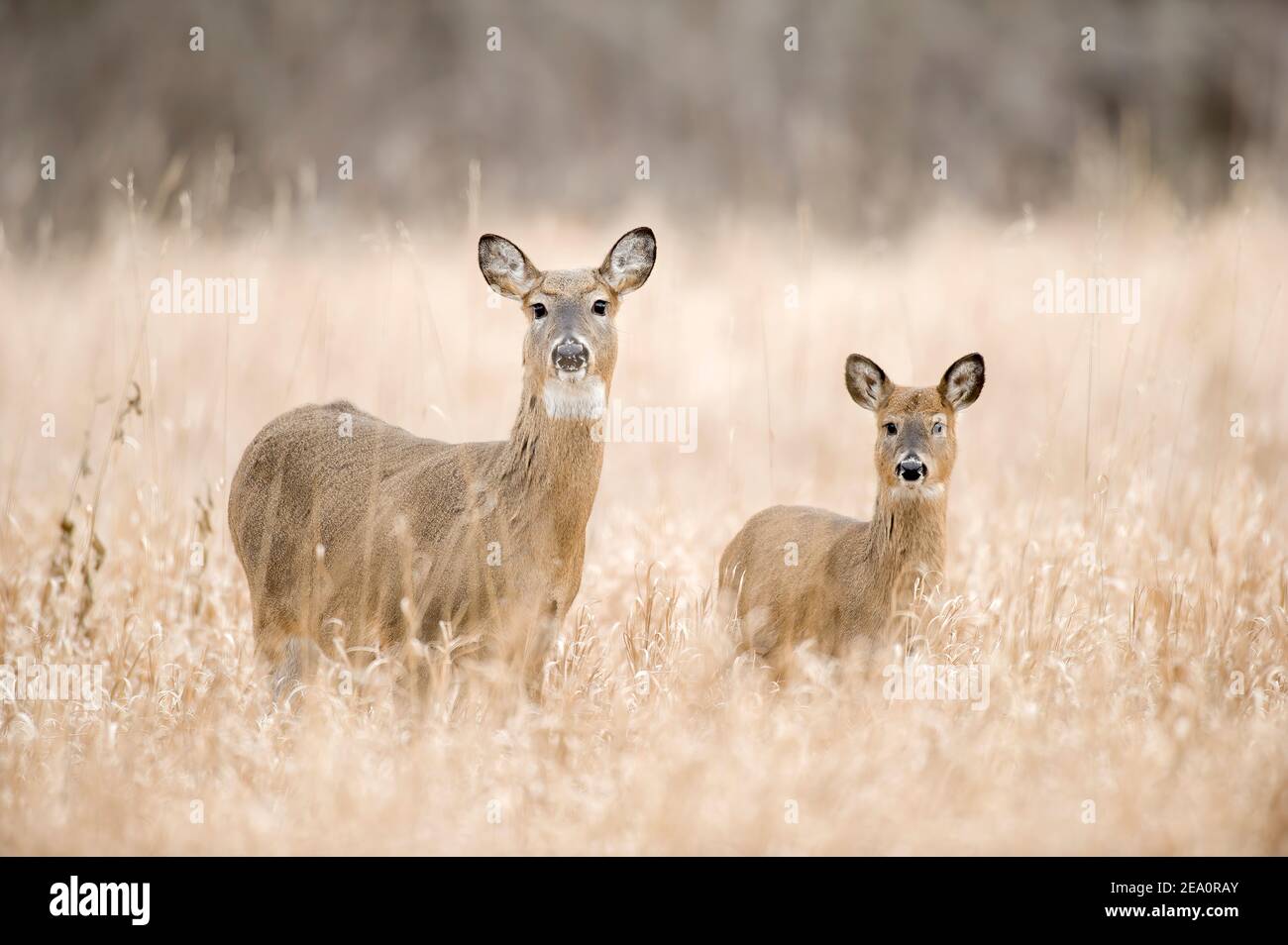 Doe and fawn white tailed deer hi-res stock photography and images - Alamy