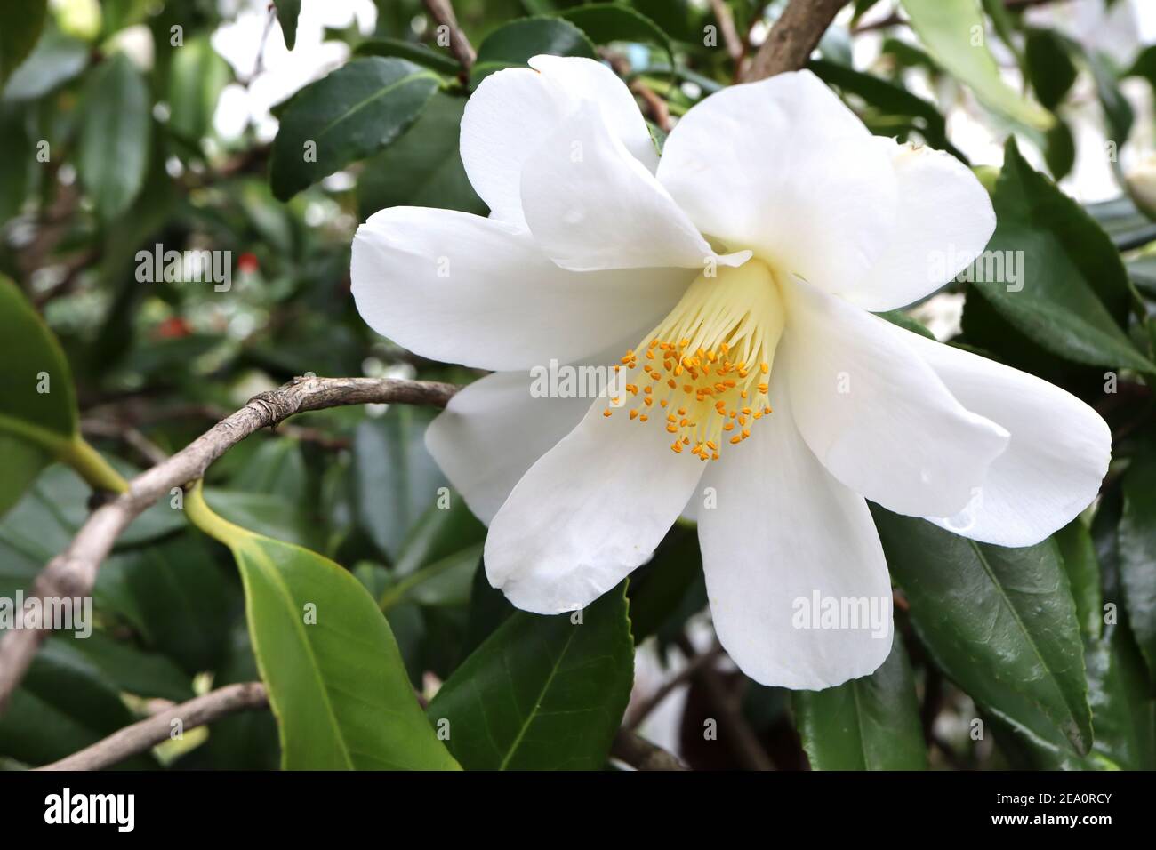 Camellia japonica ‘Lily Pons’ Lily Pons camellia - large white flower ...