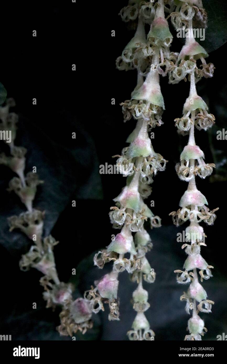 Garrya elliptica ‘James Roof’ Silk tassel James Roof – long ...