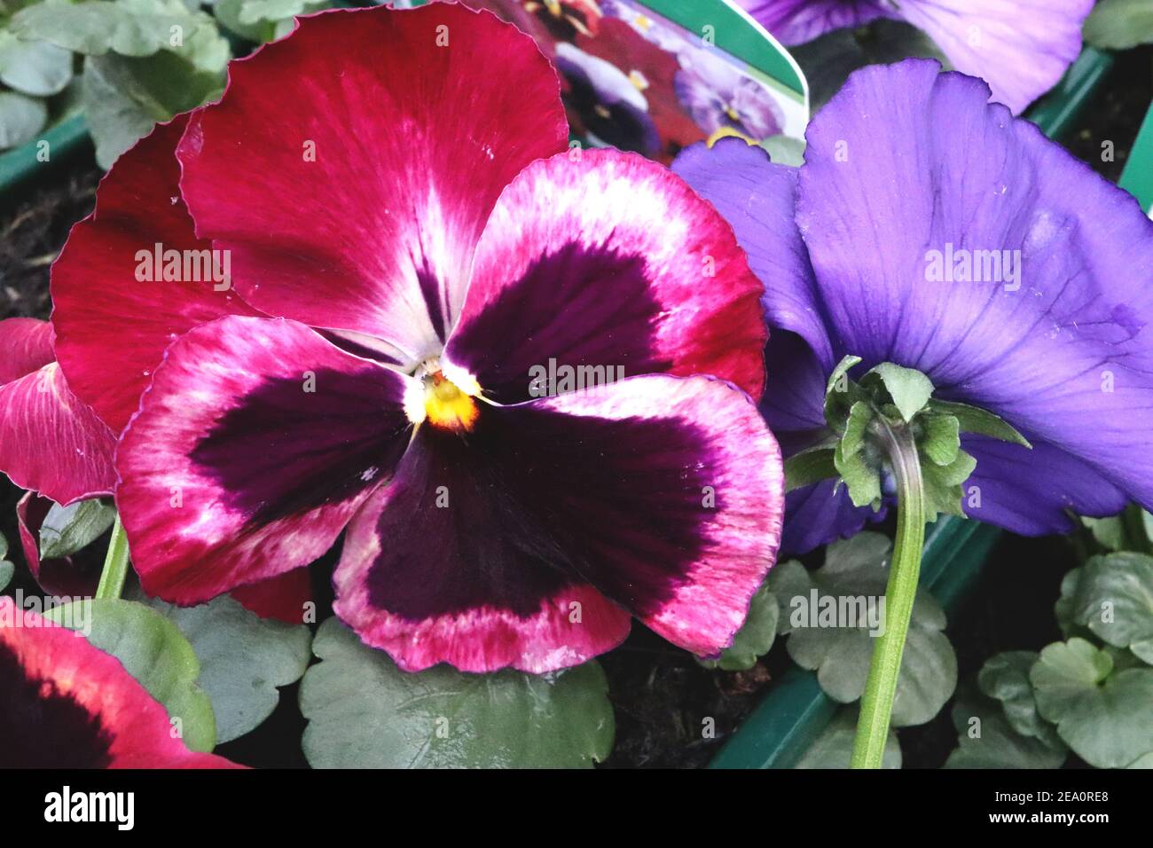 Matrix sunrise pansy hi-res stock photography and images - Alamy