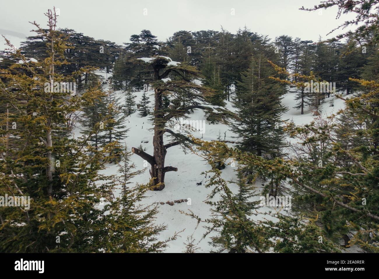 Lebanon cedar forest hi-res stock photography and images - Alamy