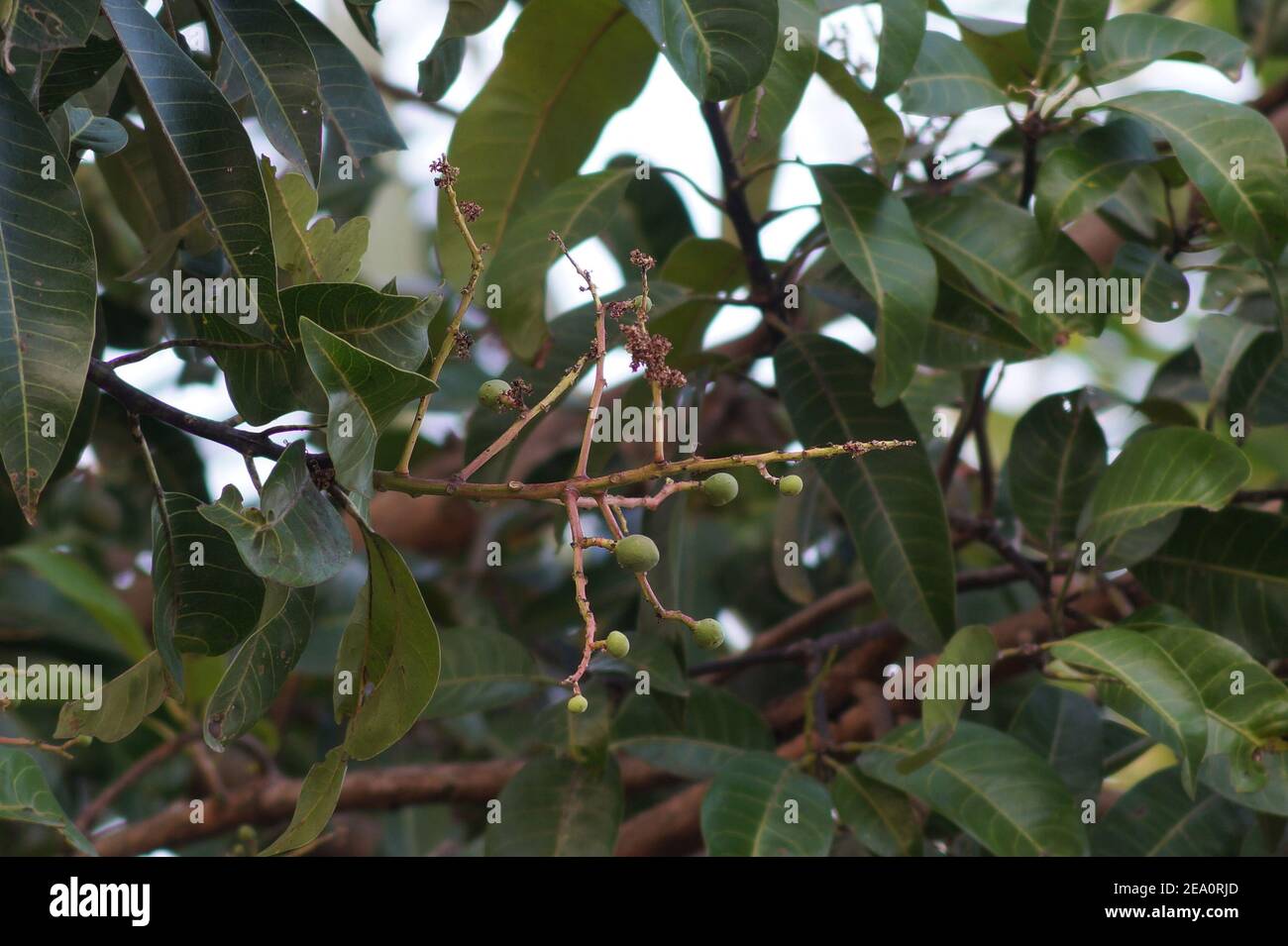 Beautiful mango bud hi-res stock photography and images - Alamy