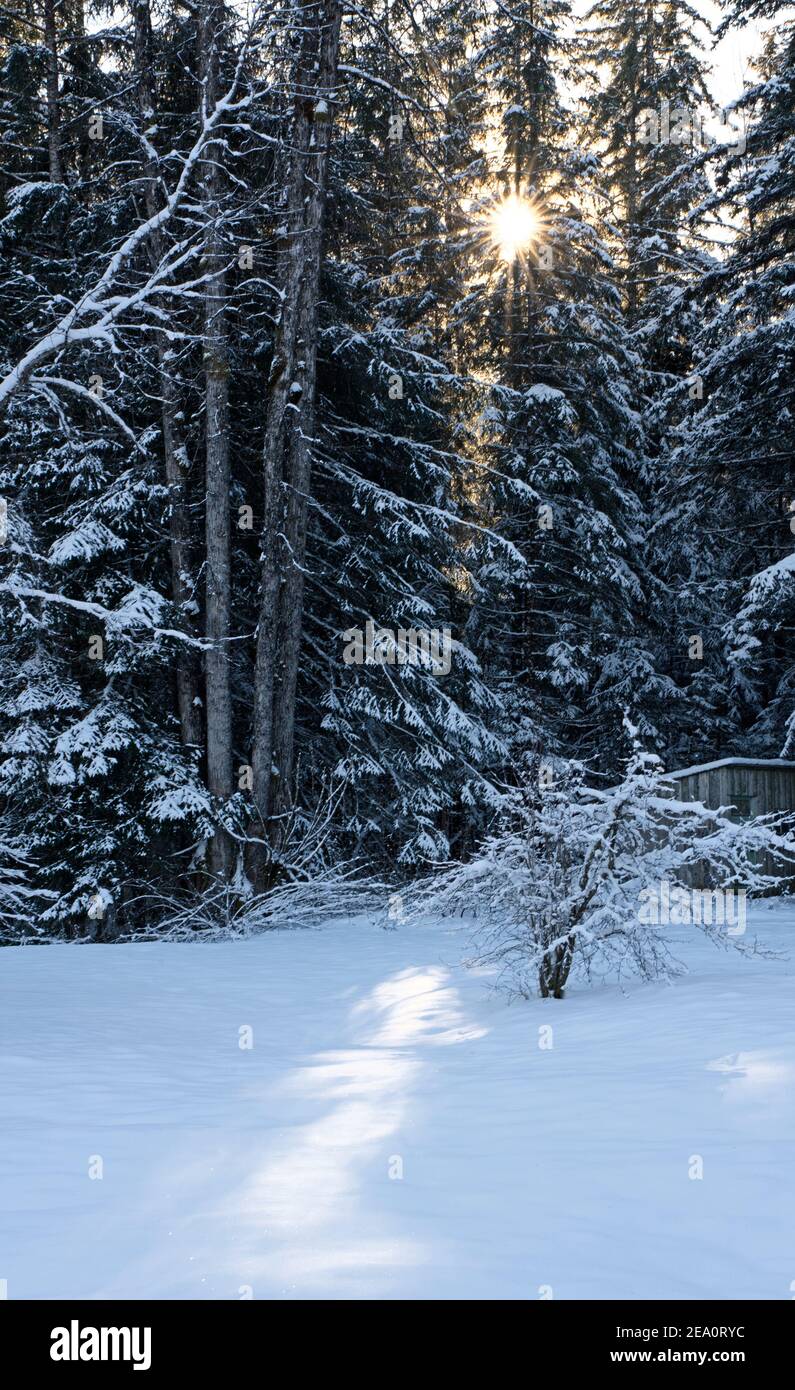 Snowy scene in rural Alaska with sun shining through trees at the edge ...