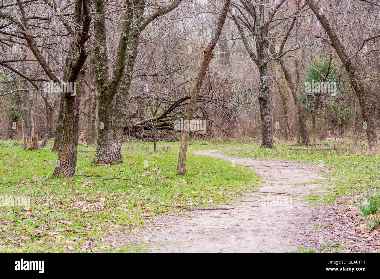 Forest path through a clearing Stock Photo - Alamy
