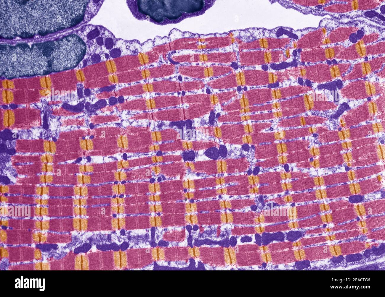 Muscle tissue histology hi-res stock photography and images - Alamy