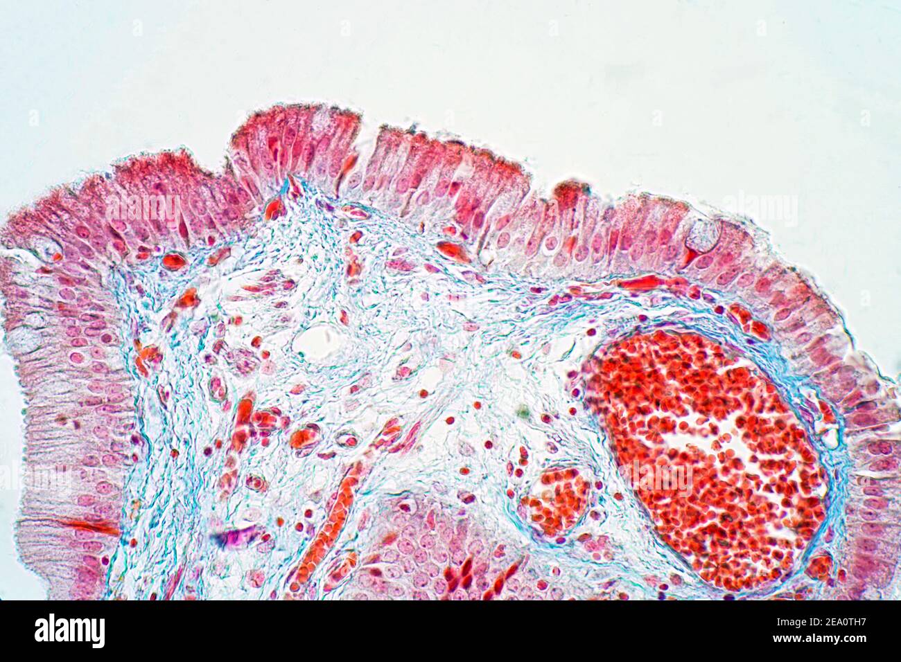 Simple columnar epithelium, light micrograph Stock Photo - Alamy