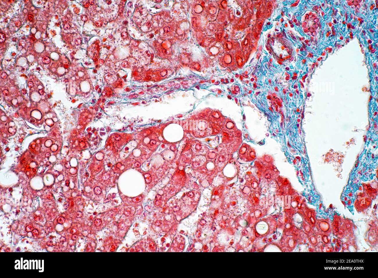 Animal cell micrograph hi-res stock photography and images - Alamy