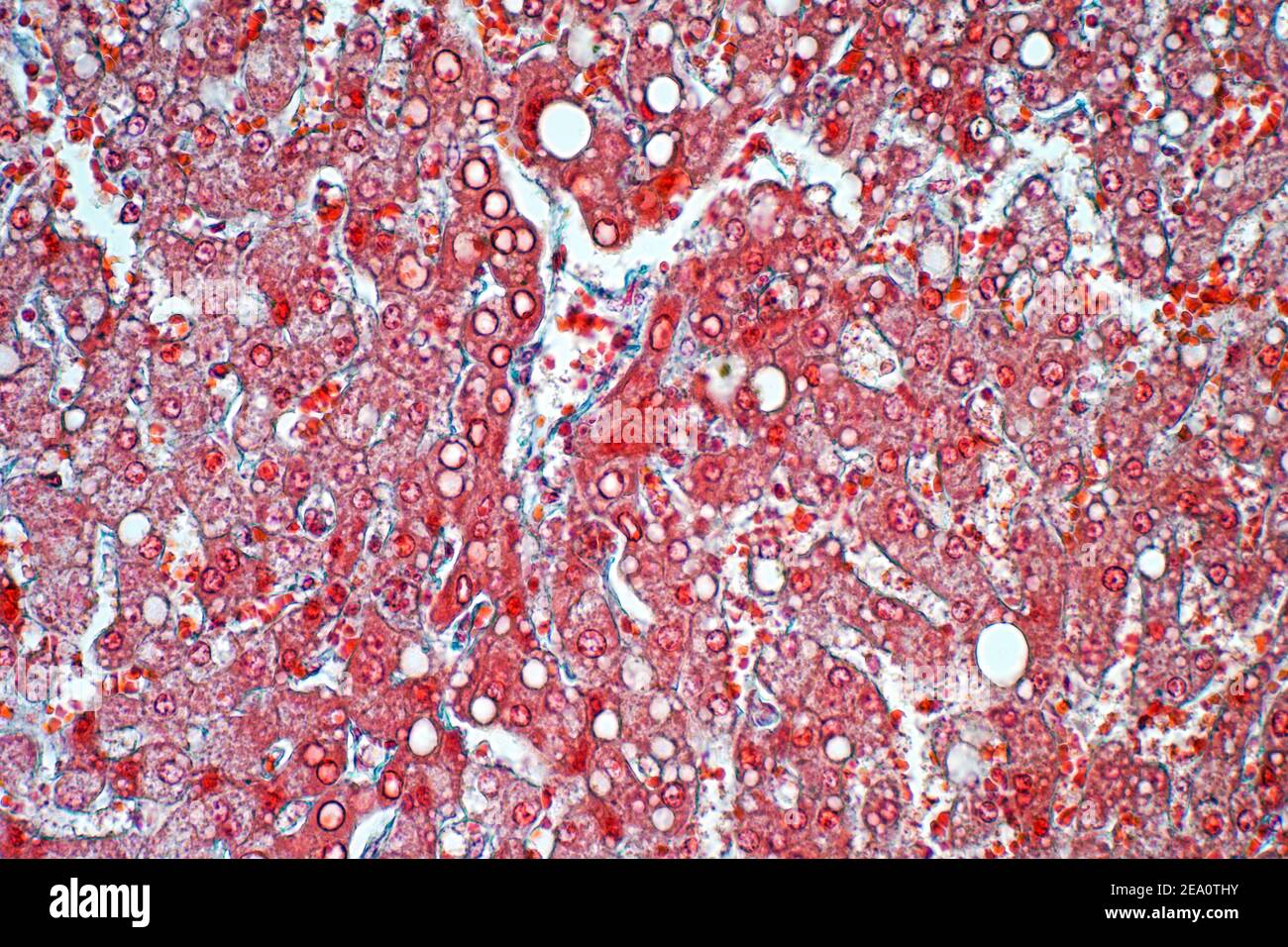 Liver cell hi-res stock photography and images - Alamy