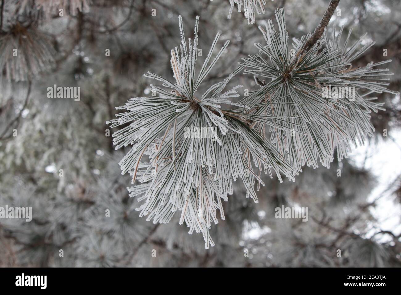 Coating each branch hi-res stock photography and images - Alamy
