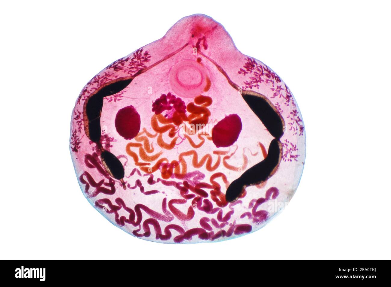 Prosthogonimus Macrorchis