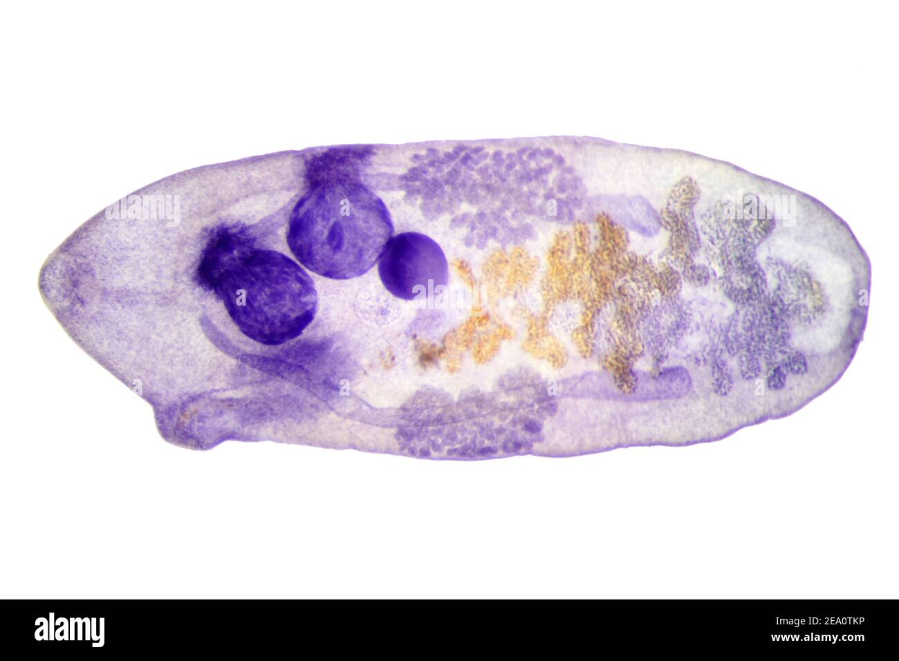 Liver fluke hi-res stock photography and images - Alamy