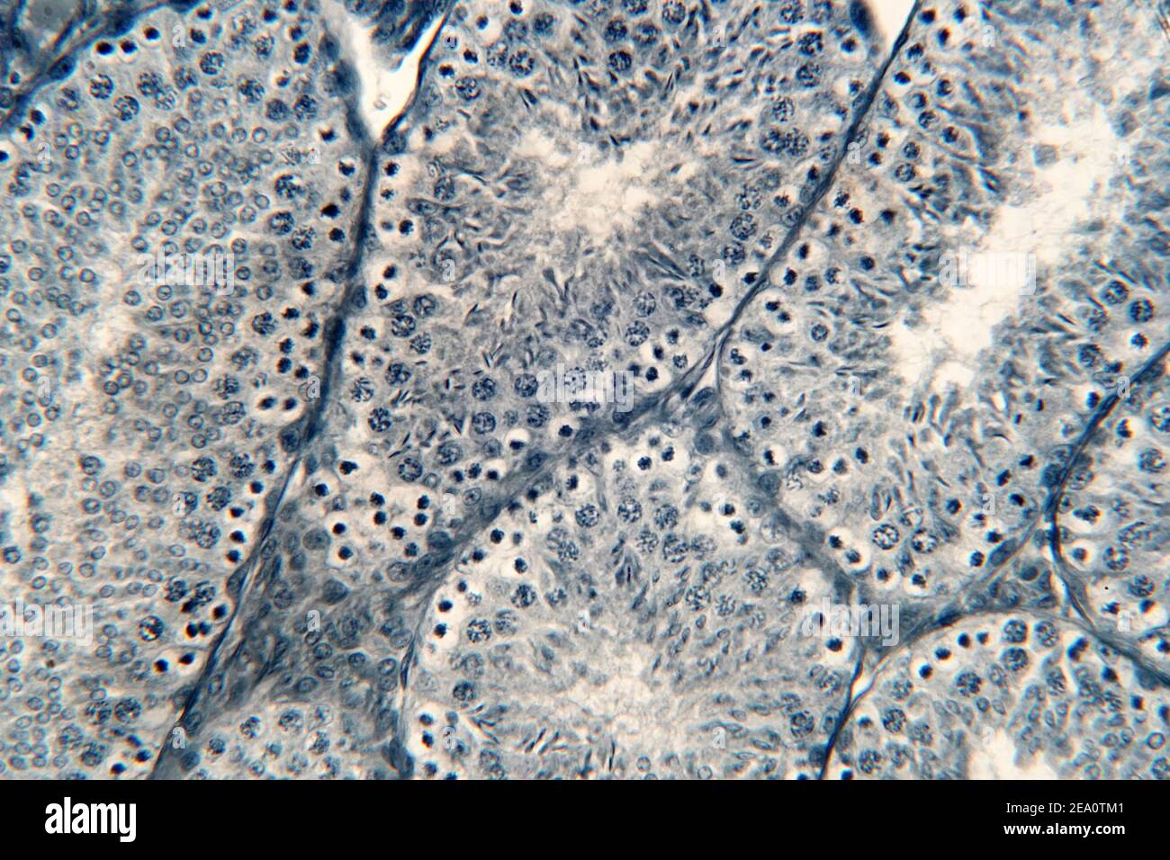 Human testis, light micrograph Stock Photo - Alamy