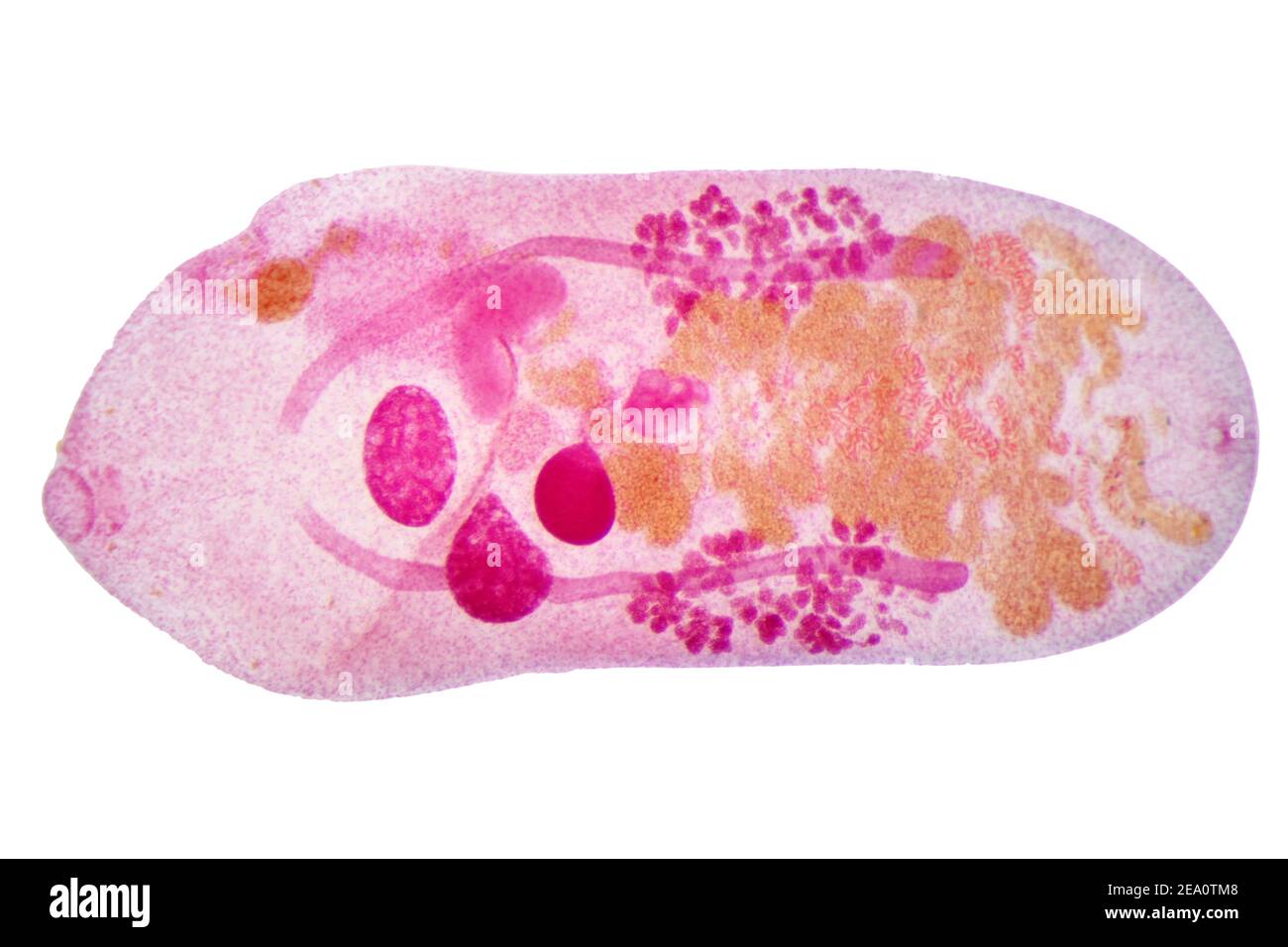 Liver fluke micrograph hi-res stock photography and images - Alamy