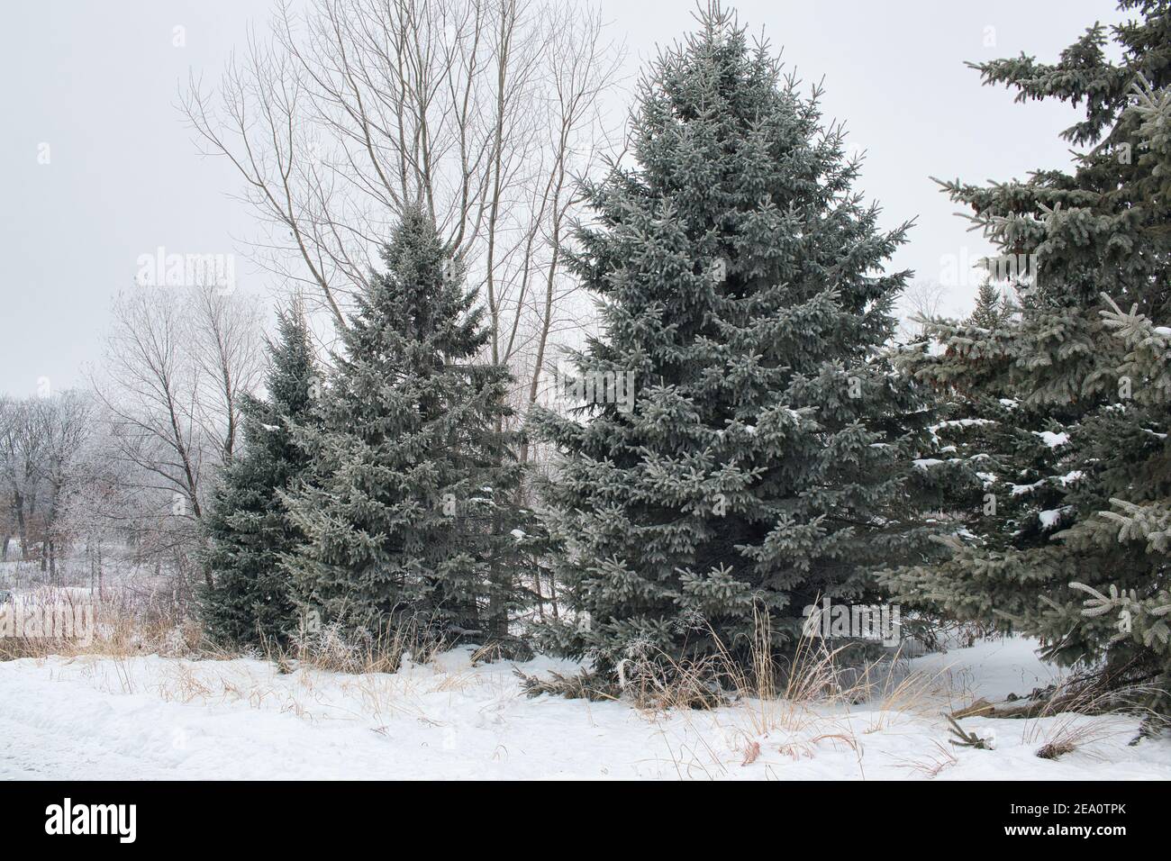 Evergreen trees with snow hi-res stock photography and images - Alamy