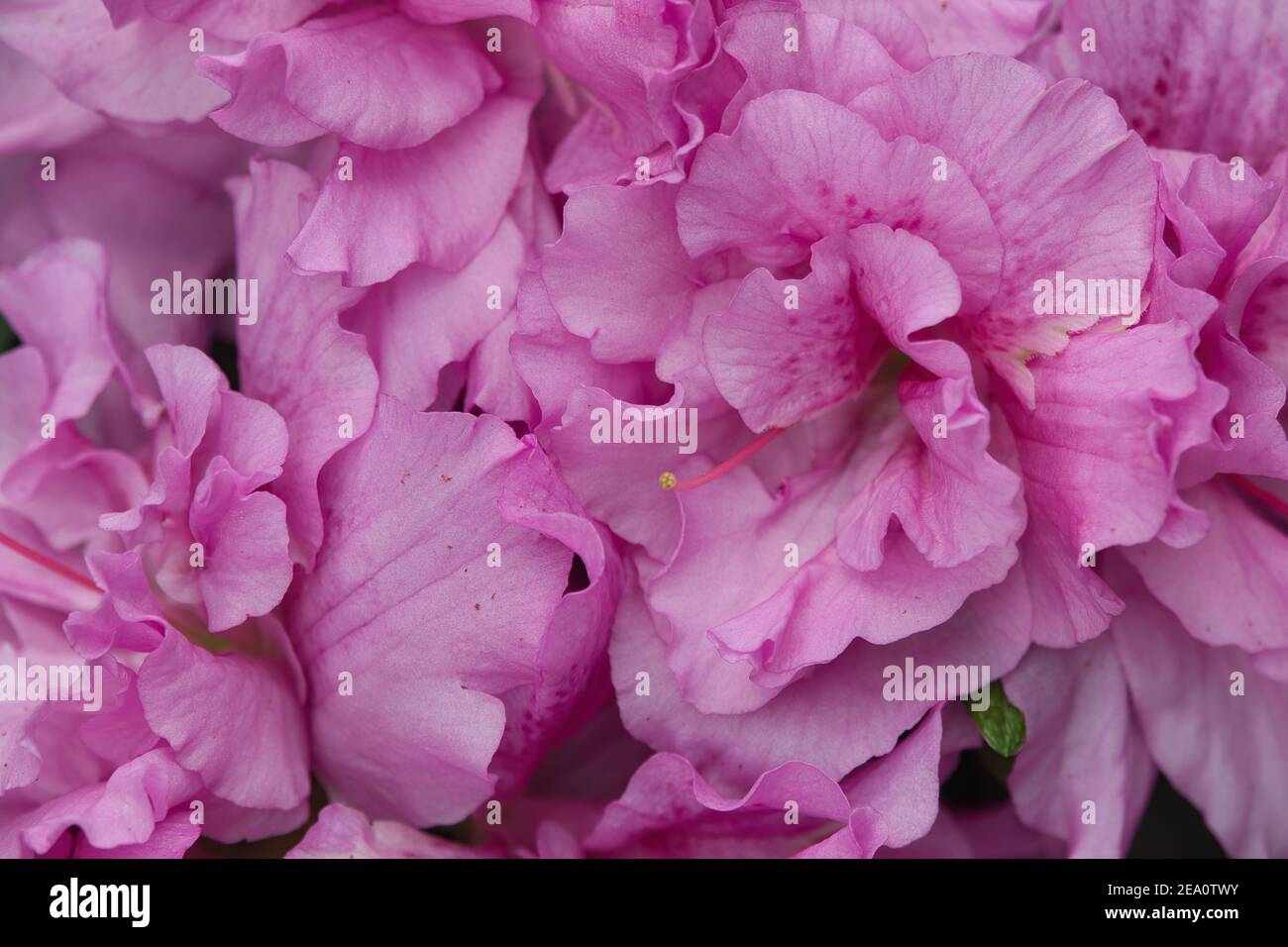 Azalea close up hi-res stock photography and images - Alamy