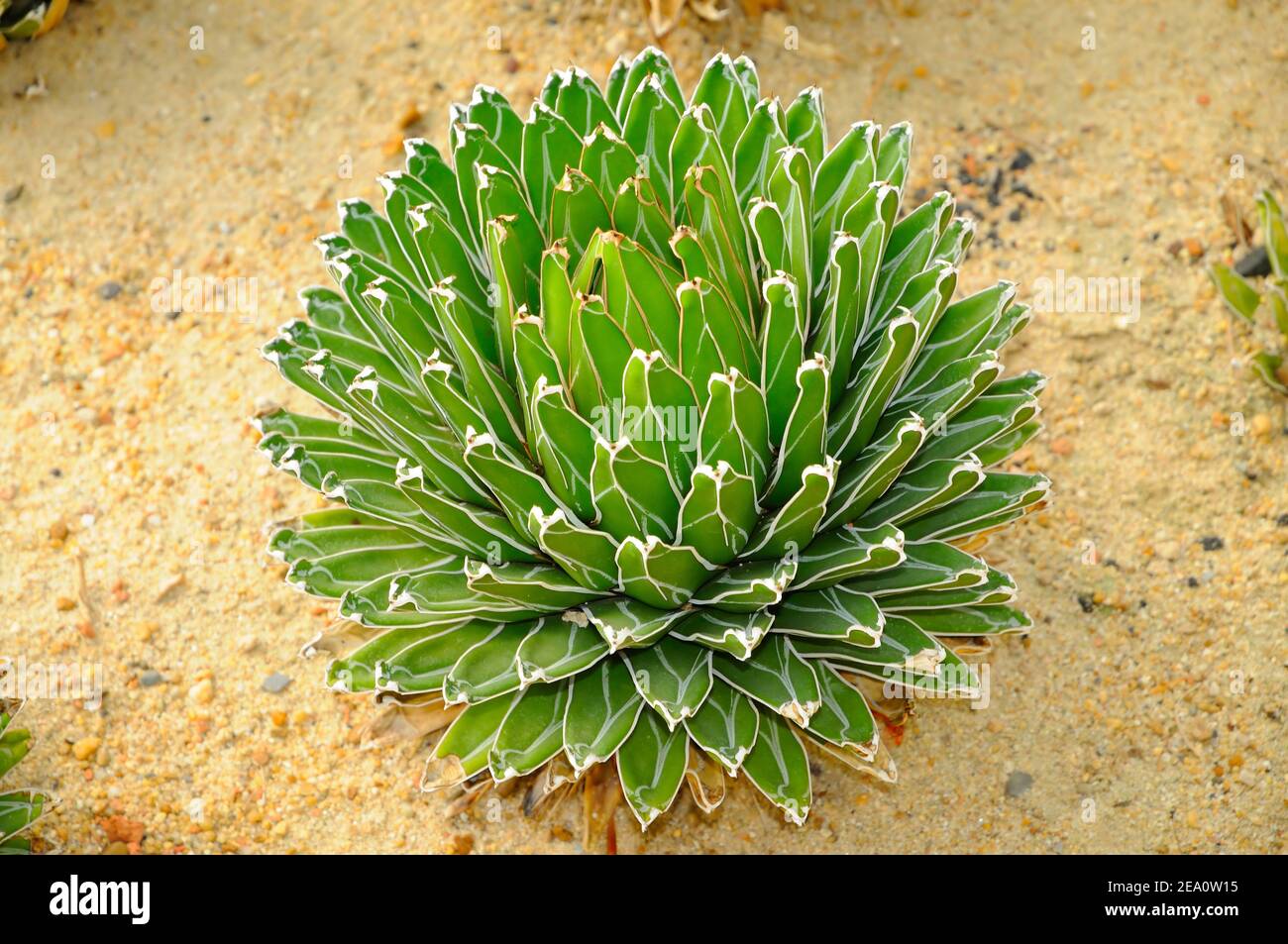 Round succulent hi-res stock photography and images - Alamy