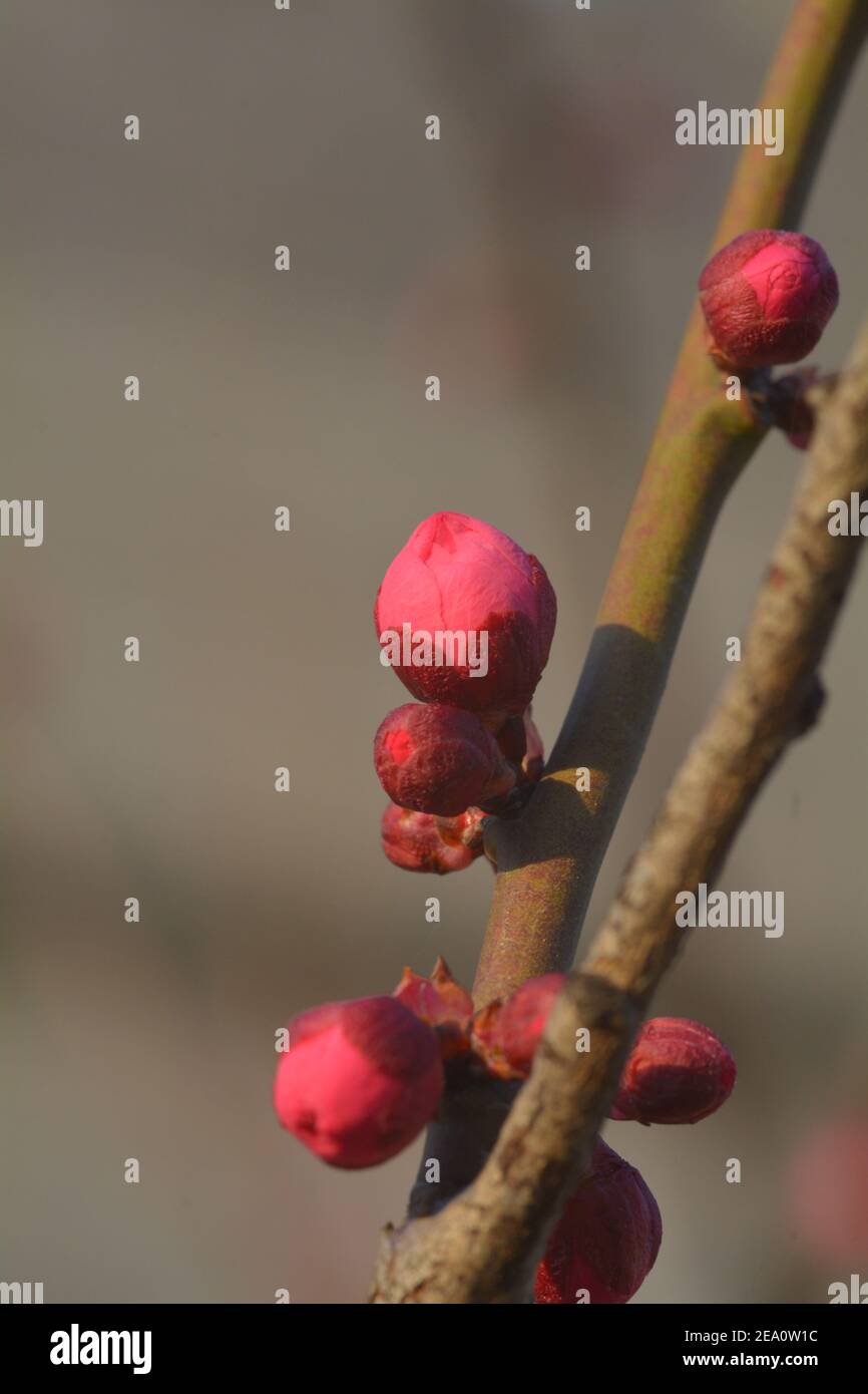 Chinese red plum blossoms starting to come in to bloom just in time for ...