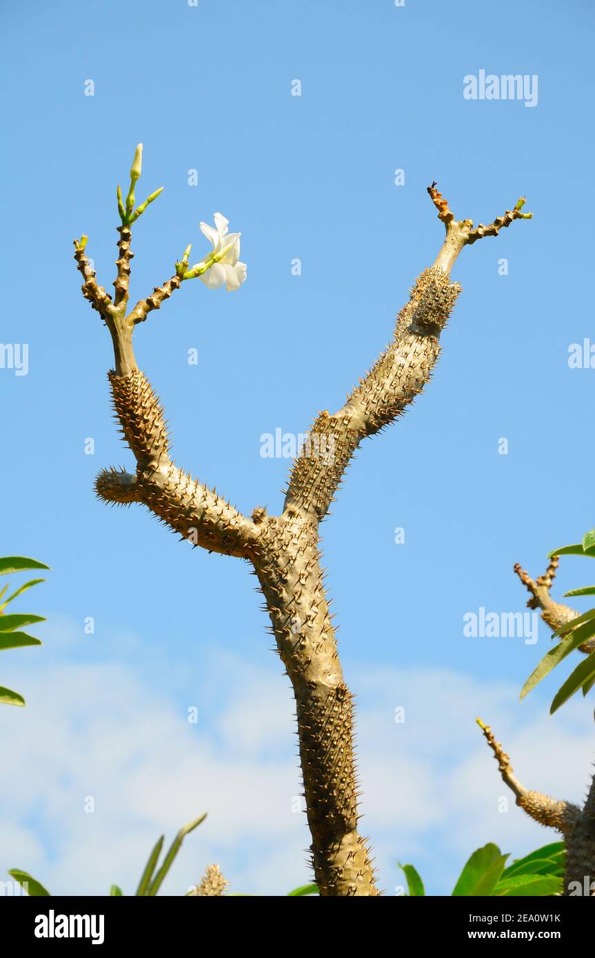 Madagascar Palm with Flower (Pachypodium lamerei Stock Photo - Alamy